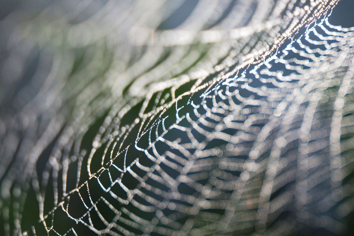 created net | GANREF