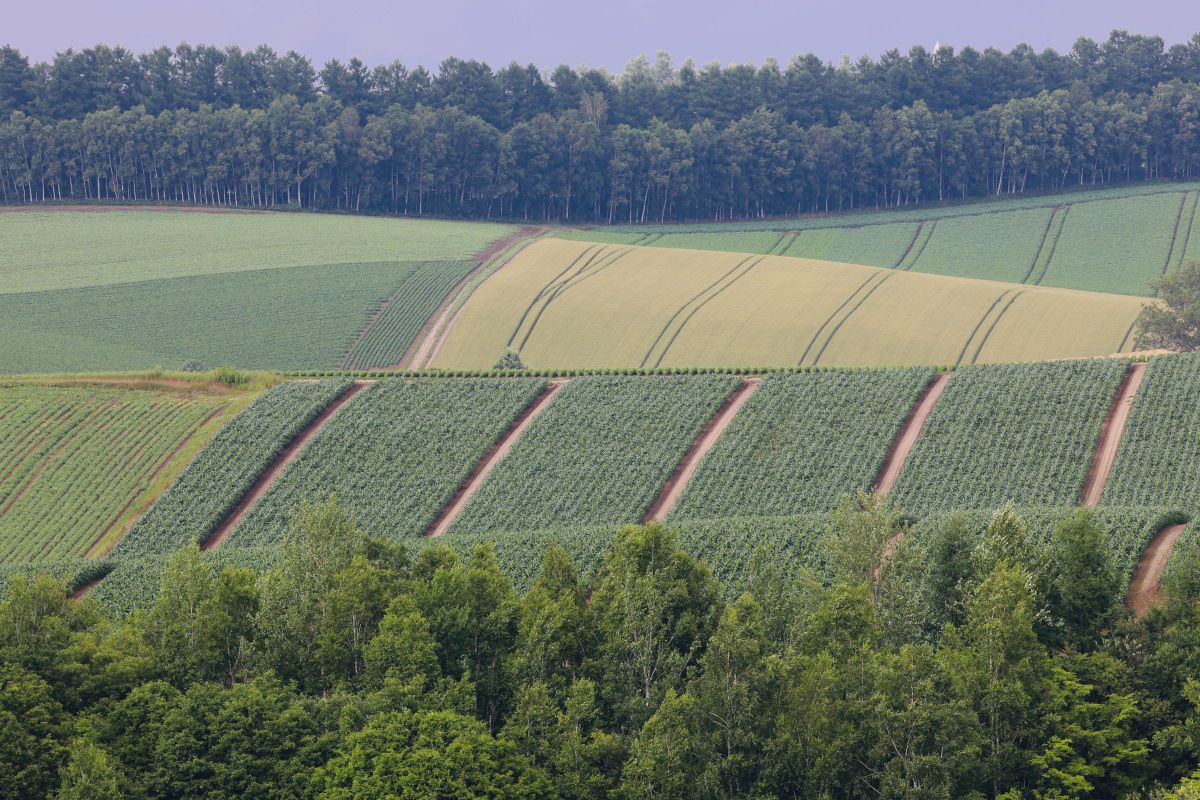 Hokkaidōkankō 2023/7−22 | GANREF