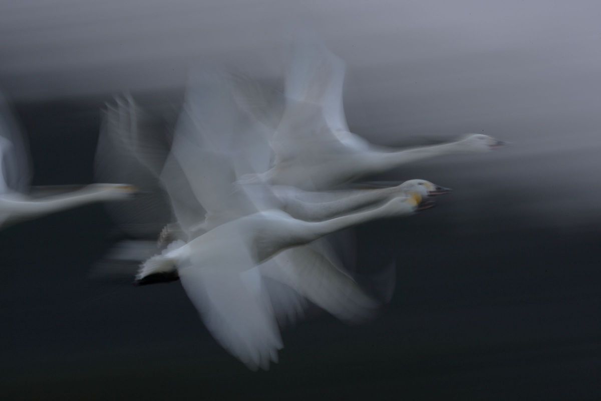 swan record | GANREF