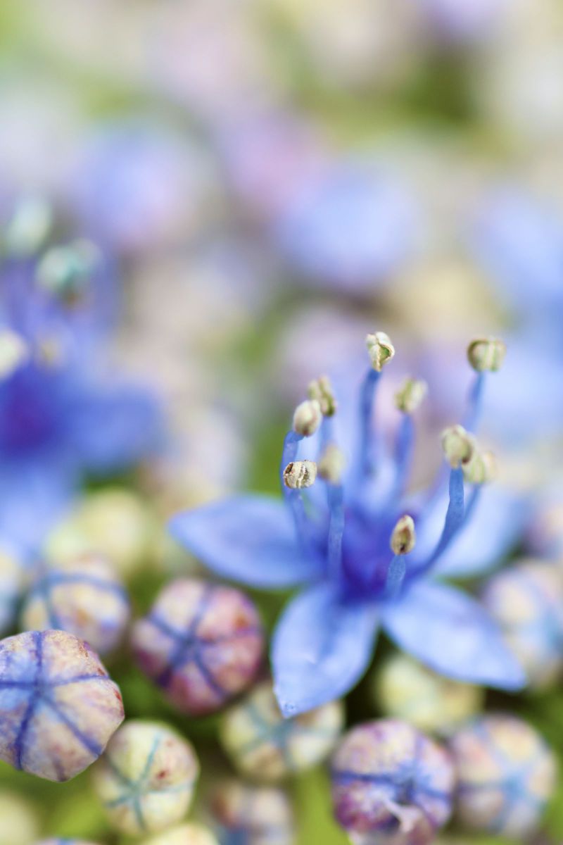 紫陽花6/23 | GANREF