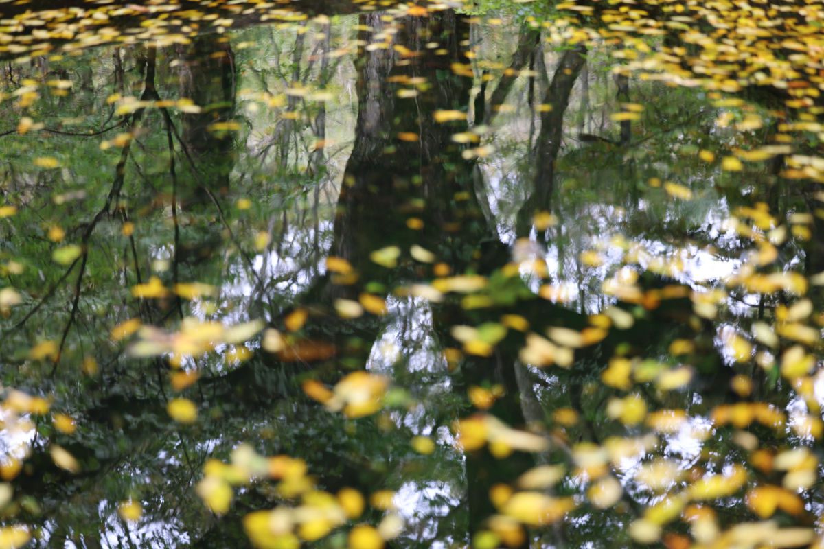 looking for autumn colors | GANREF