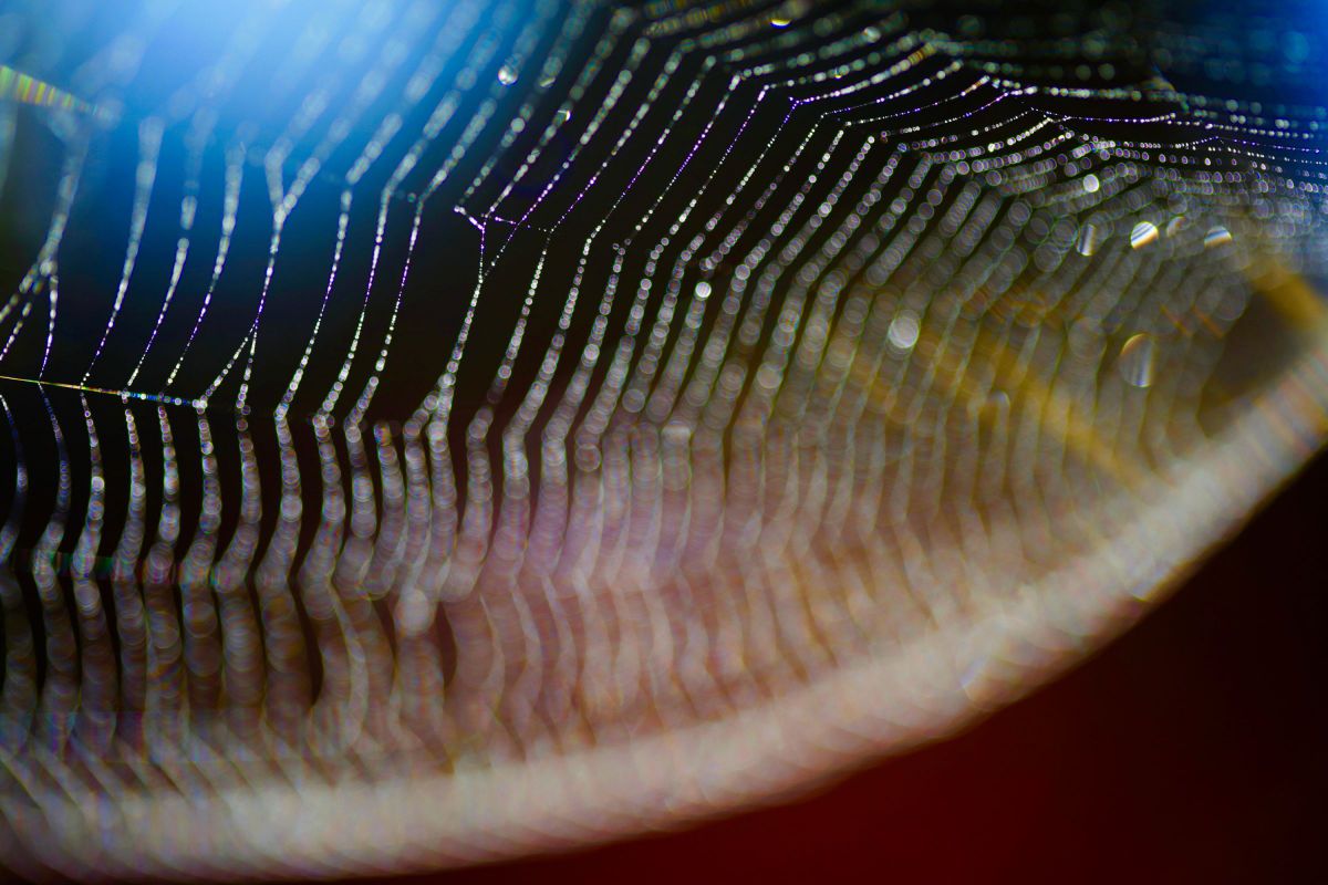 rainbow light | GANREF