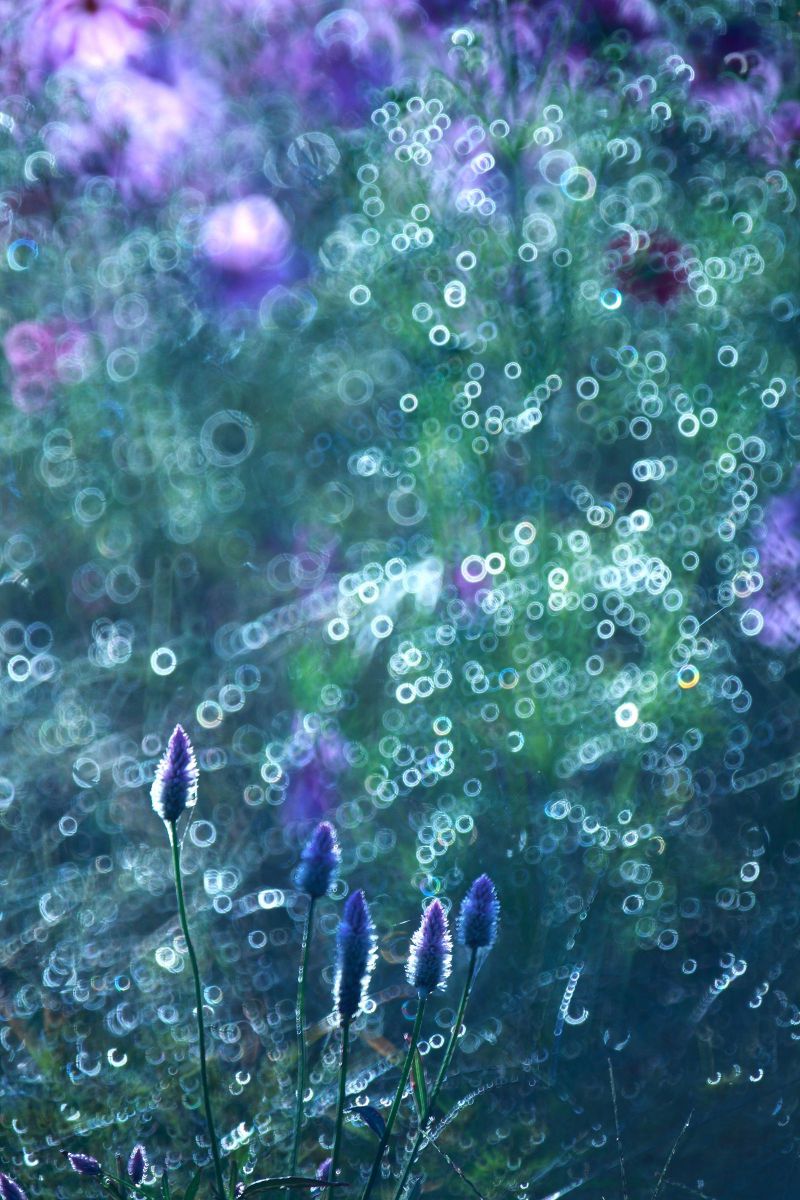 Morning ring | GANREF