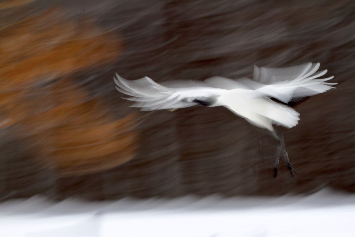 slow shutter | GANREF