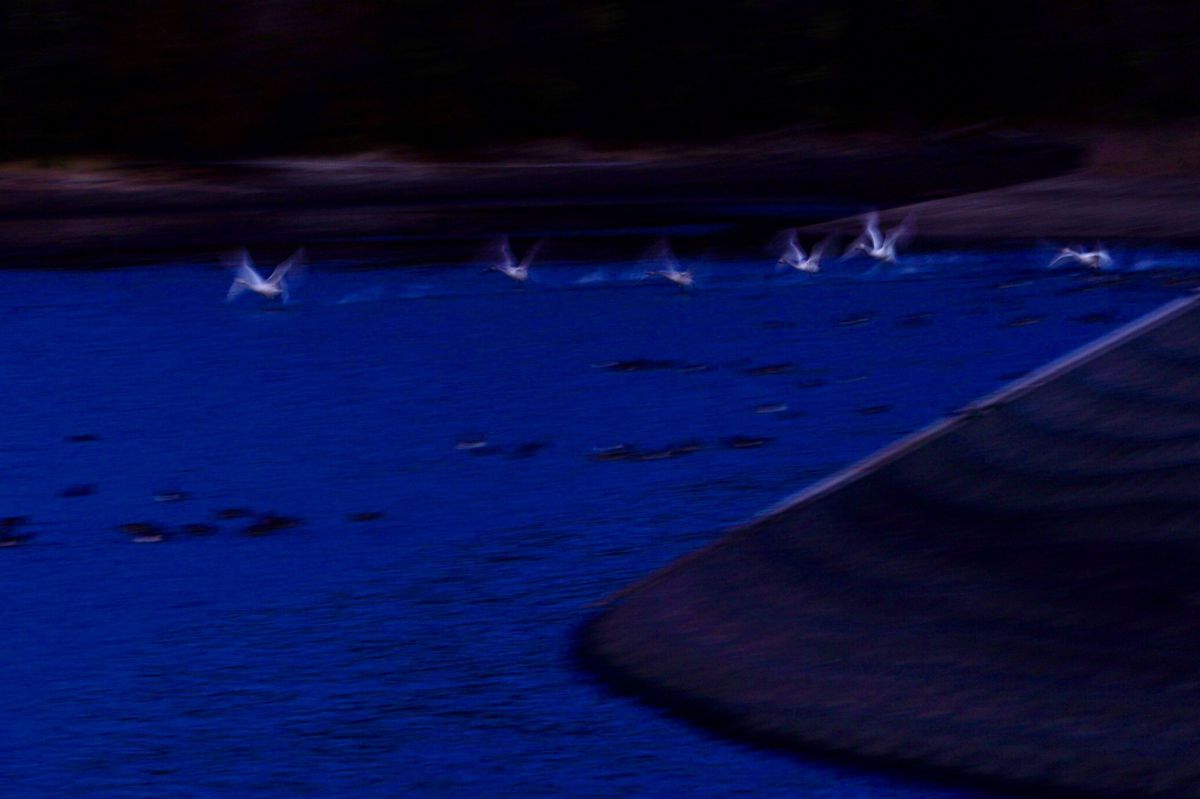 Beautiful flutter2023 | GANREF