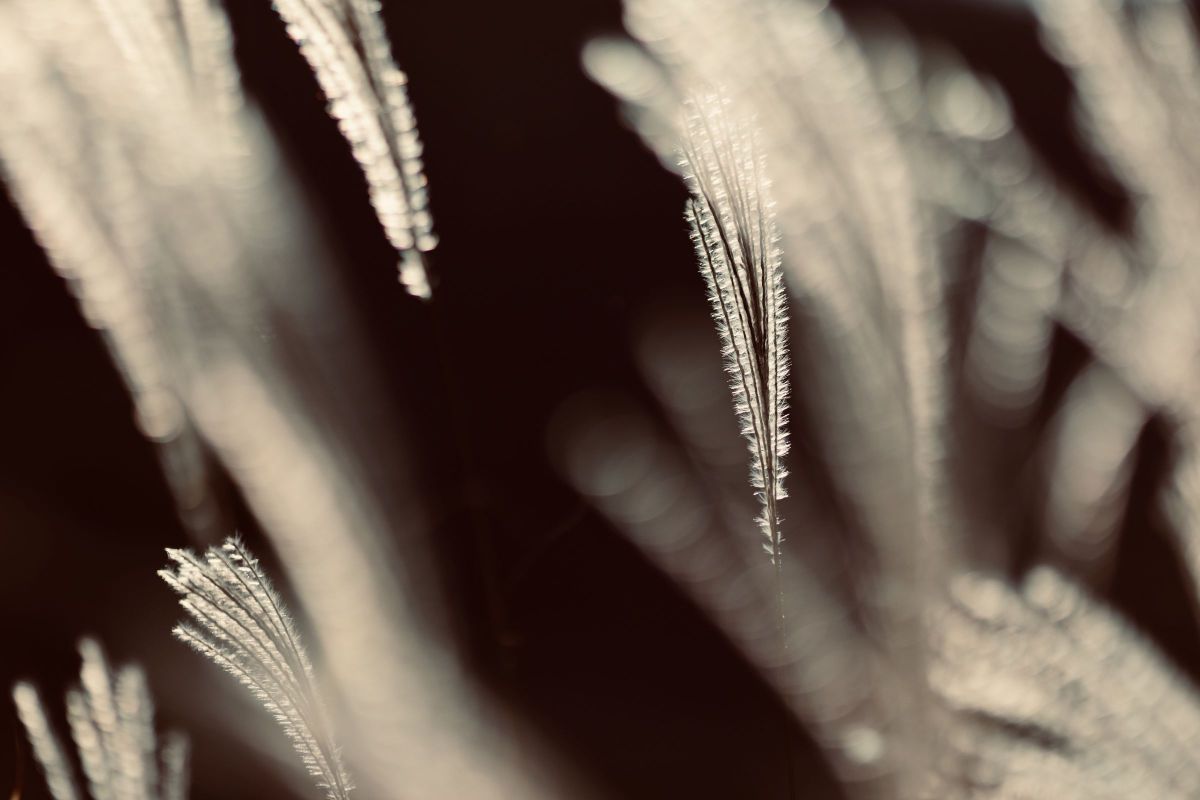 passing seasons | GANREF