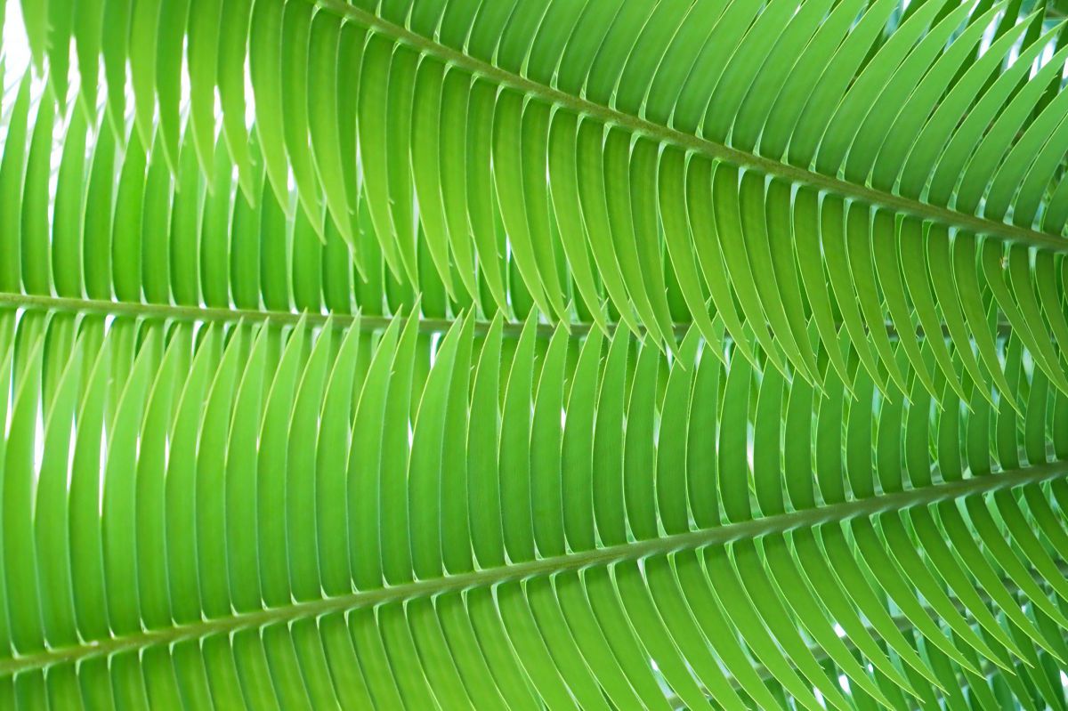 refreshing green | GANREF