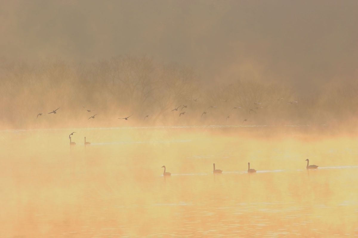 like a vision | GANREF