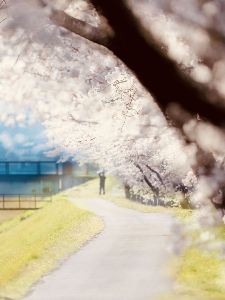 Local Sakuramichi 4 | GANREF