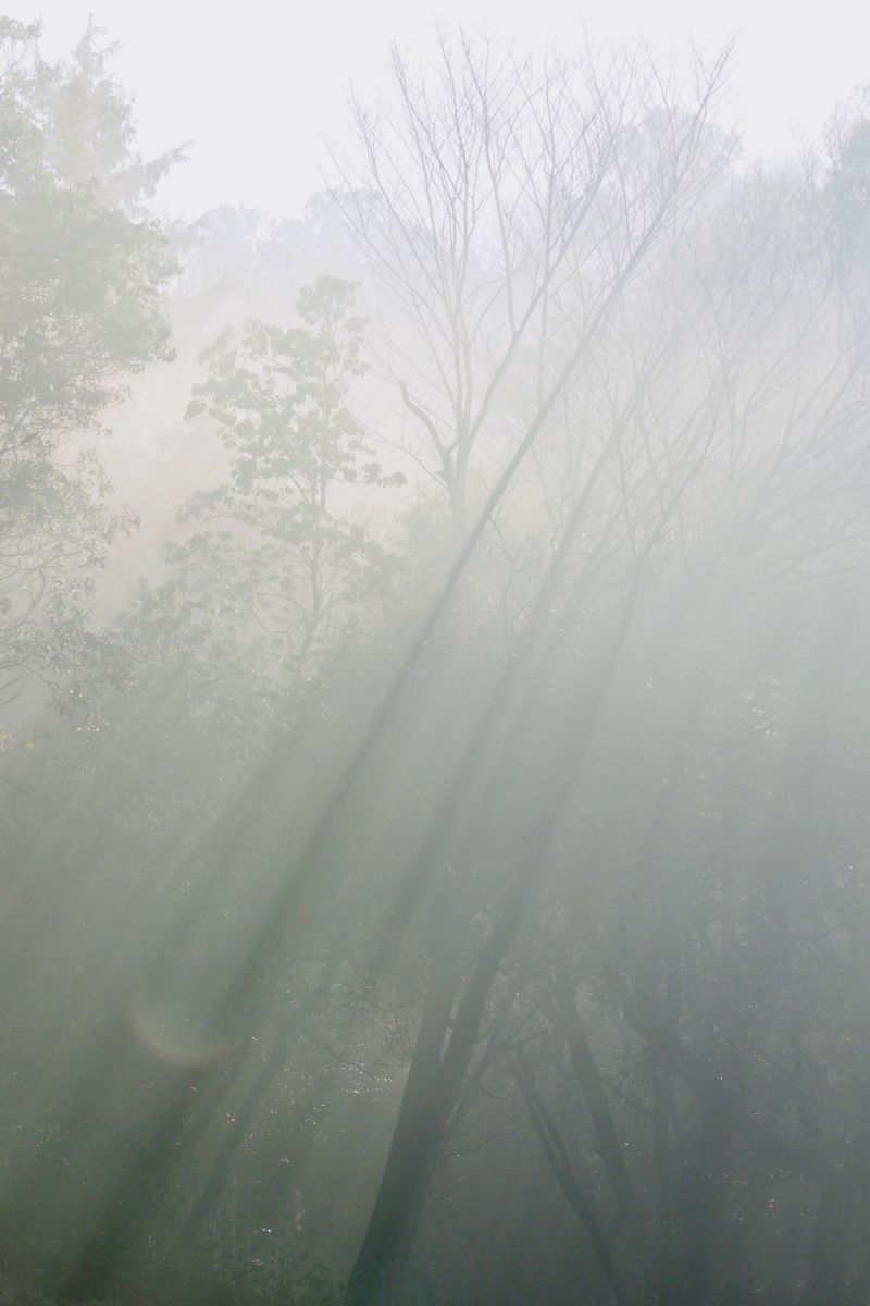 silky morning mist | GANREF