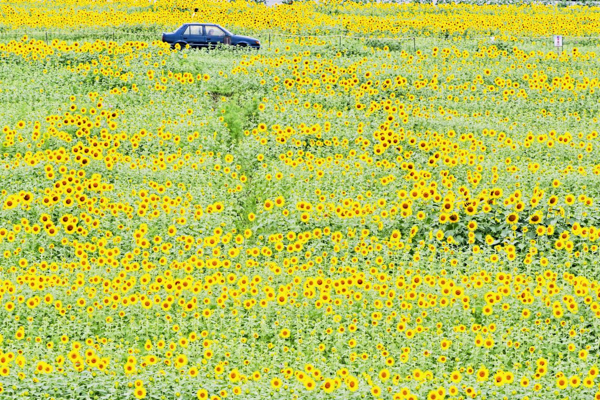 midsummer blessing5 | GANREF