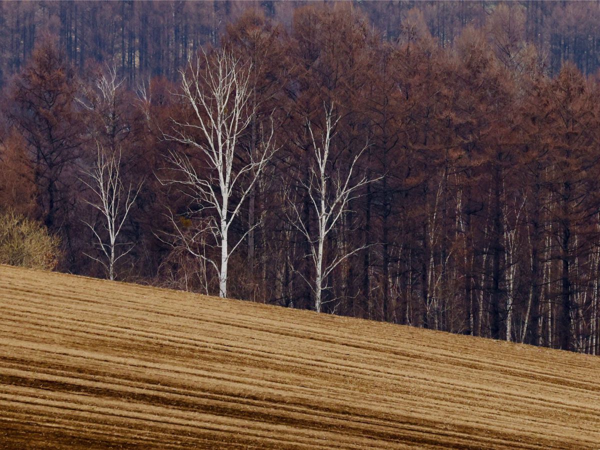 color of the earth | GANREF