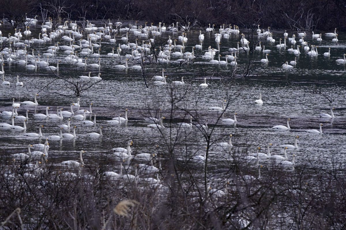 美瑛の春2025/4/14 | GANREF