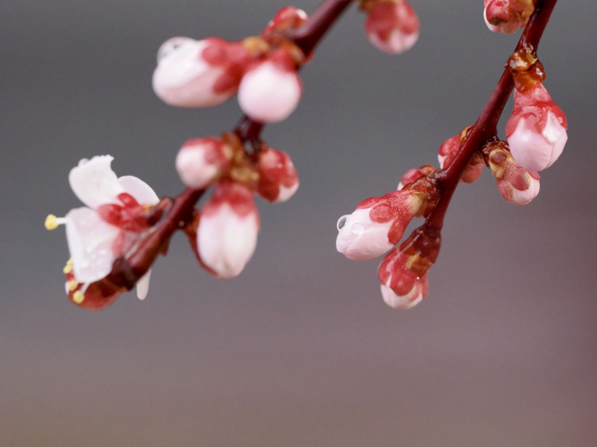 glossy colors | GANREF