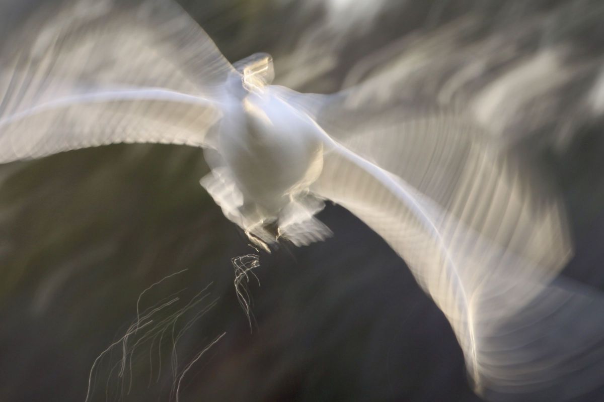 time of memories 2009 | GANREF