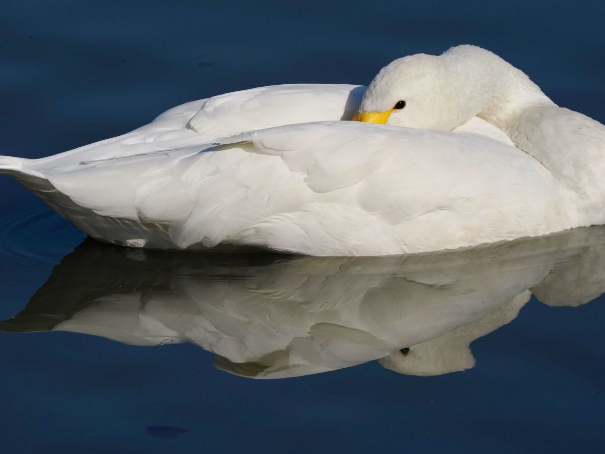 peace is good | GANREF