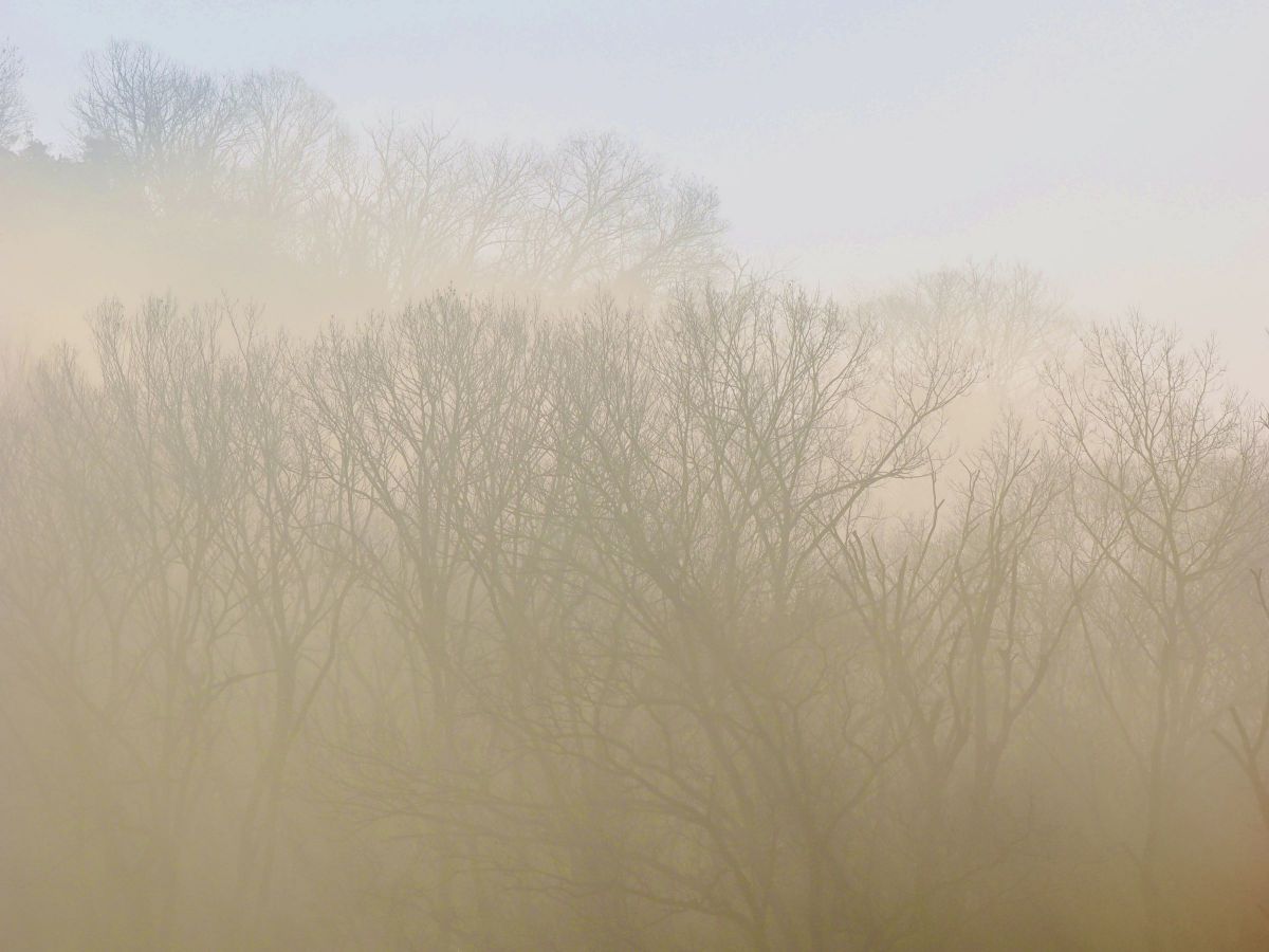 朝霧12/30 | GANREF