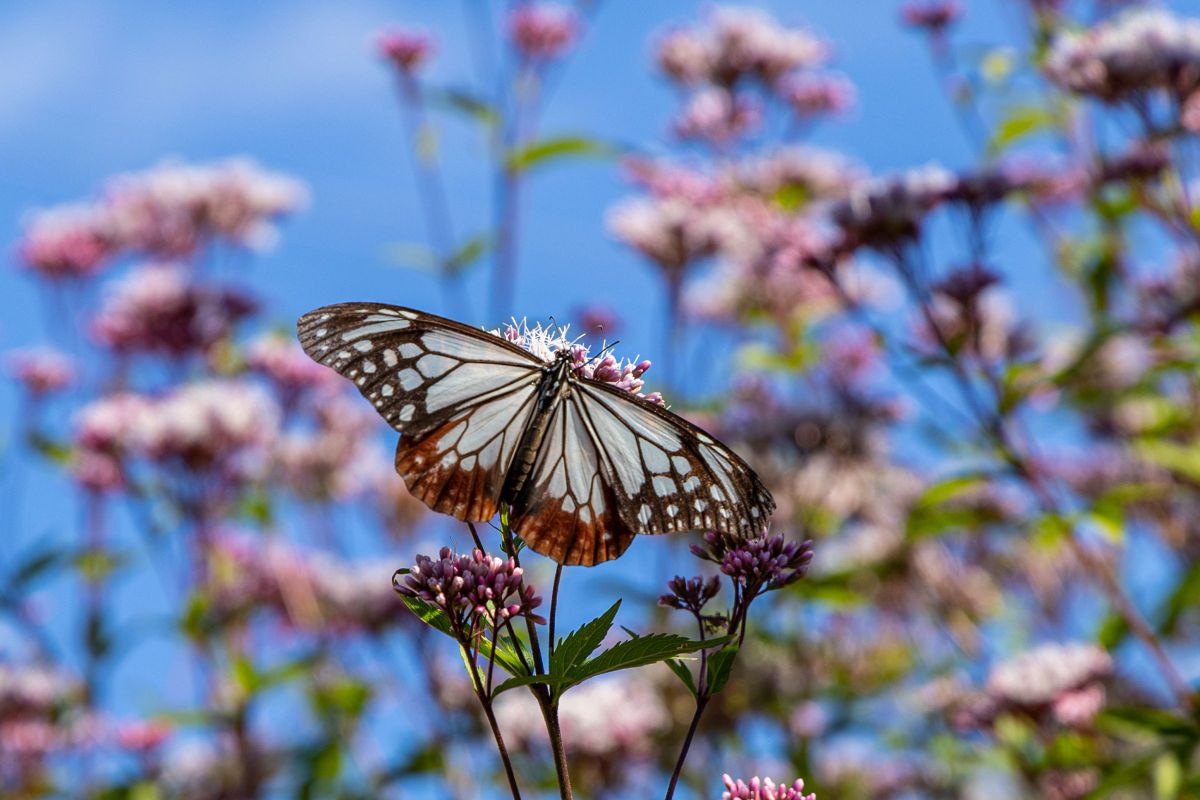 アサギマダラ2023 | GANREF