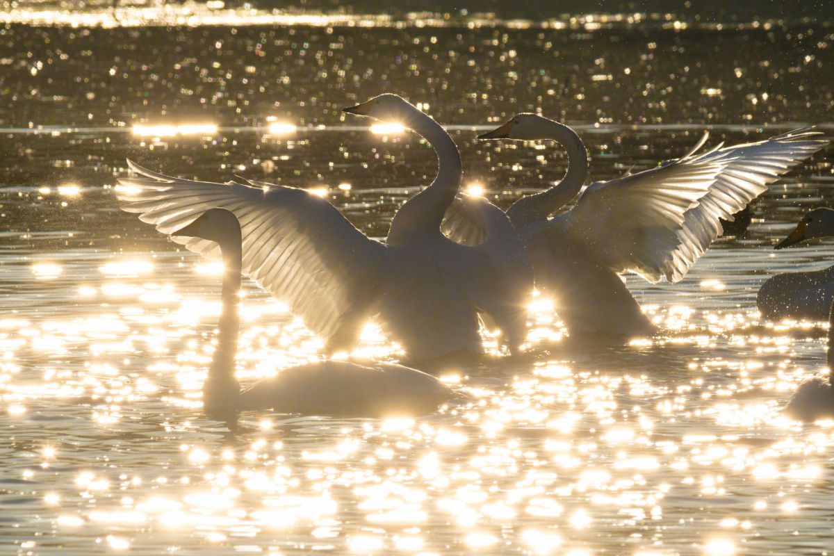 Angel Wings | GANREF