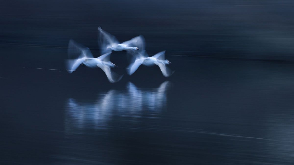 Triangle Formation | GANREF