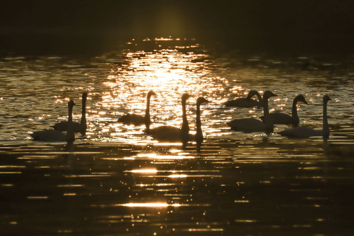 Golden Sparkle | GANREF