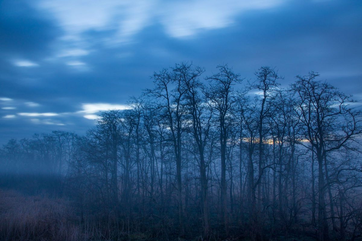 mysterious forest | GANREF