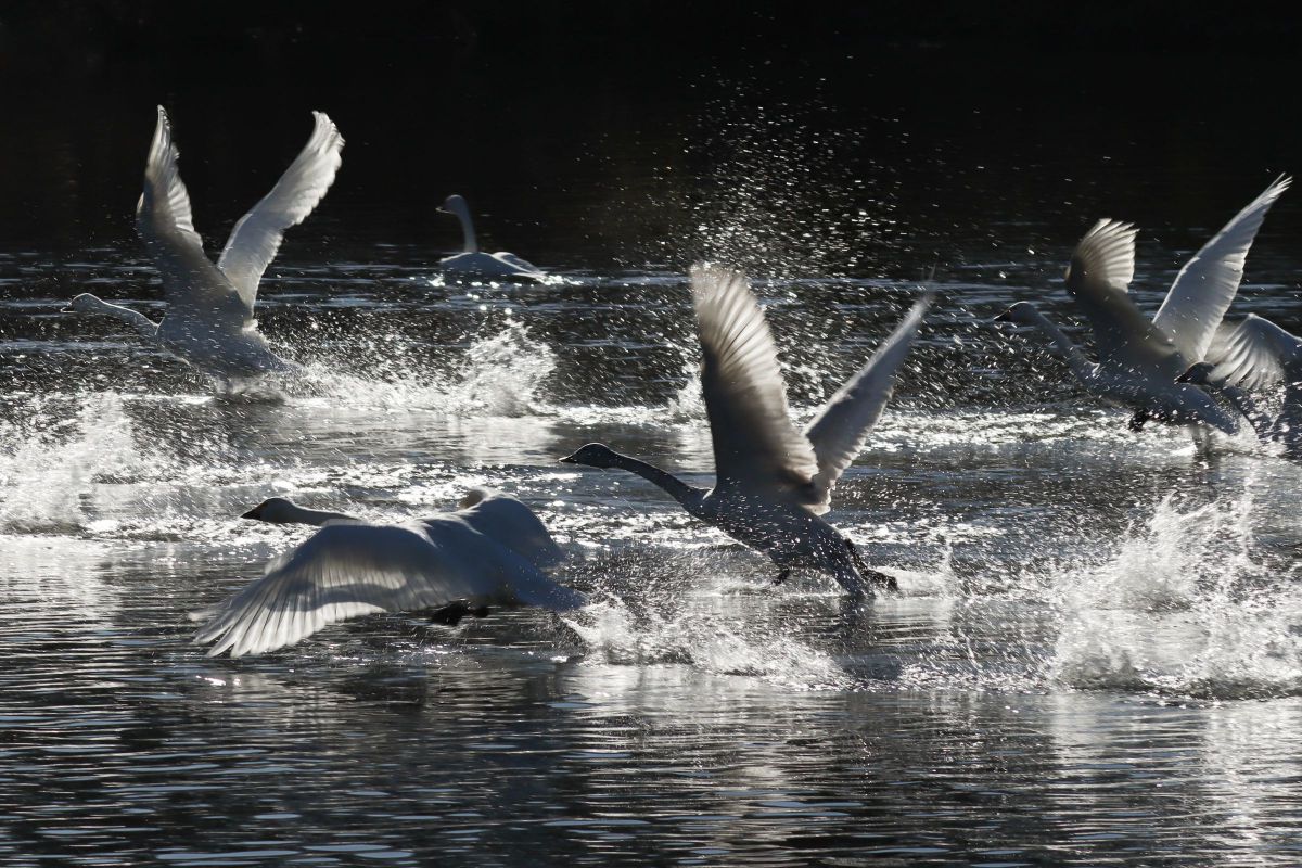 Silver Splash | GANREF