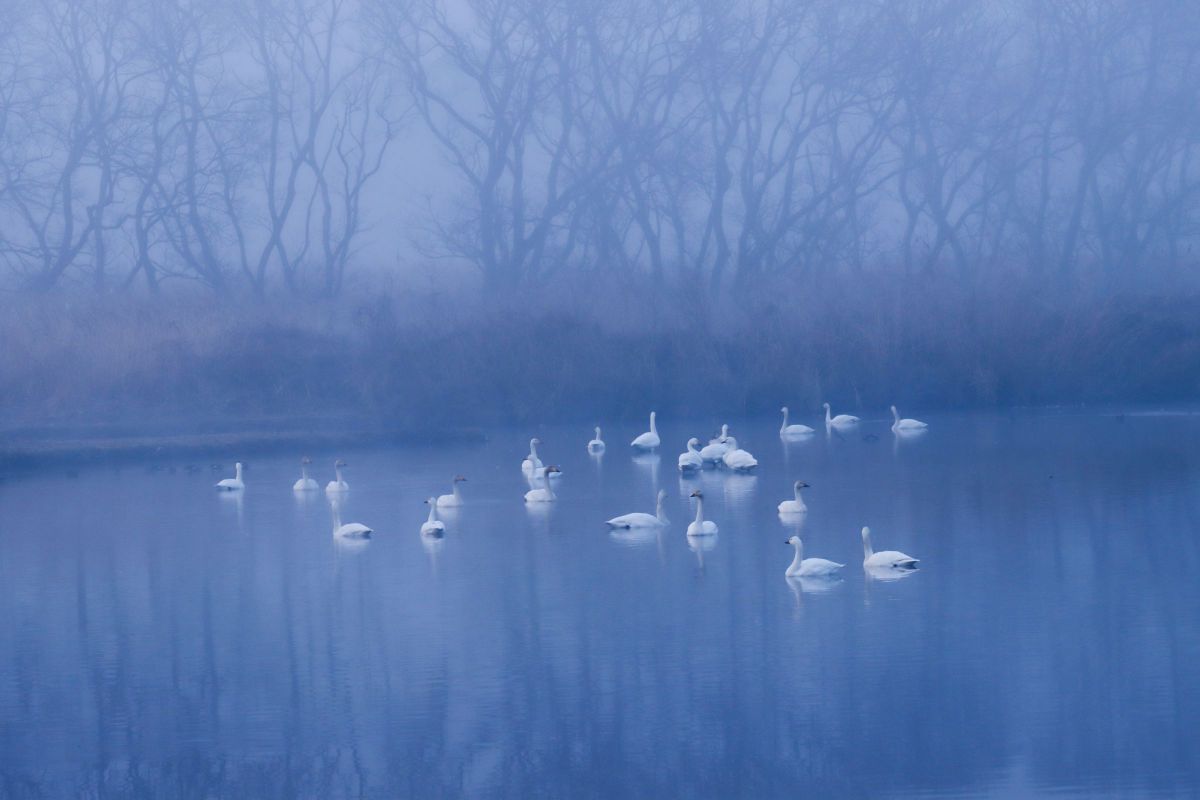 The lake of swans | GANREF