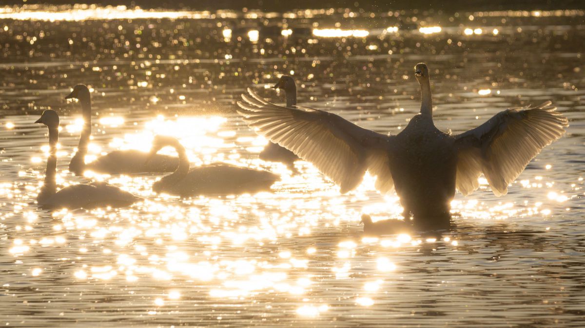 Swan`s Song | GANREF