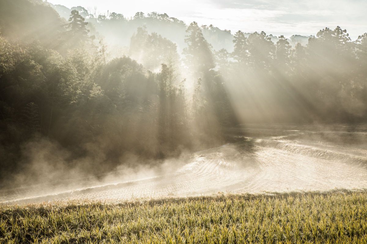 Paddy field | GANREF