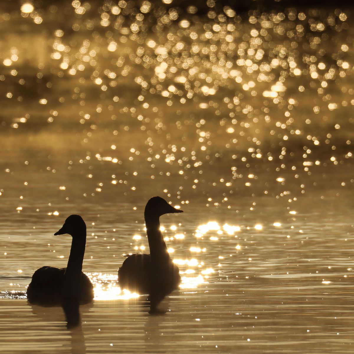 Swan's Fantasy | GANREF