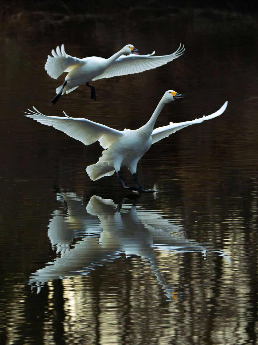 Angel Landing | GANREF