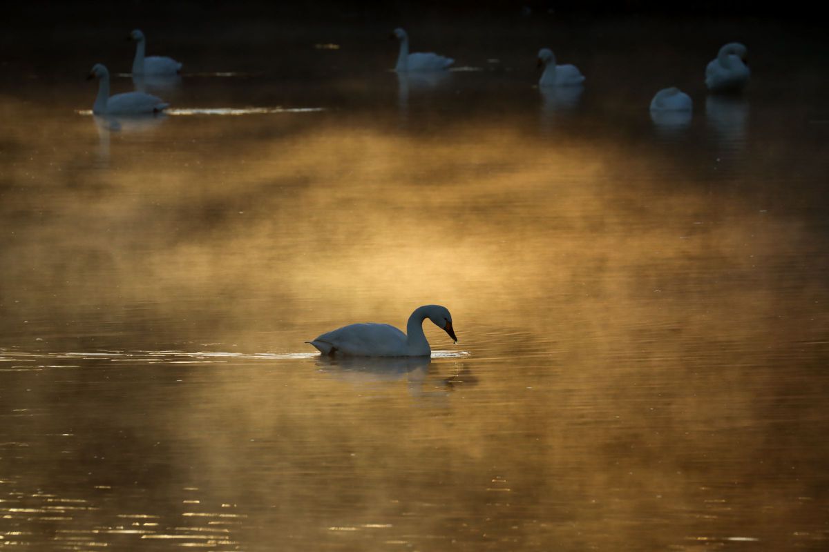 Lonely Swan | GANREF