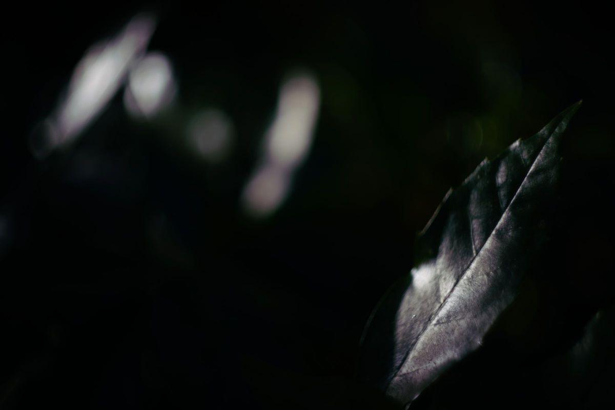 Under green | GANREF