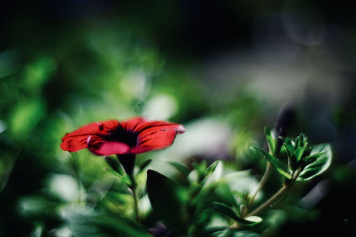 Bloom/Symphony -Dark&Red- | GANREF