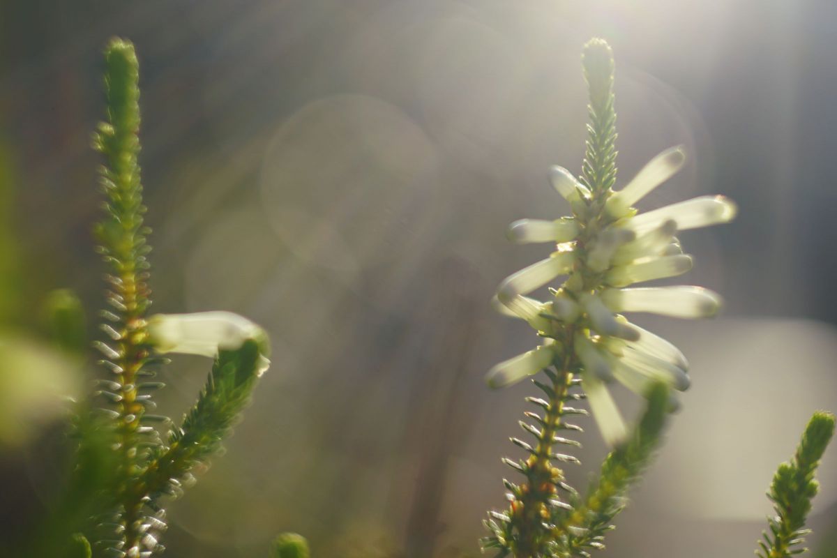 True magic -CIRCLE- | GANREF