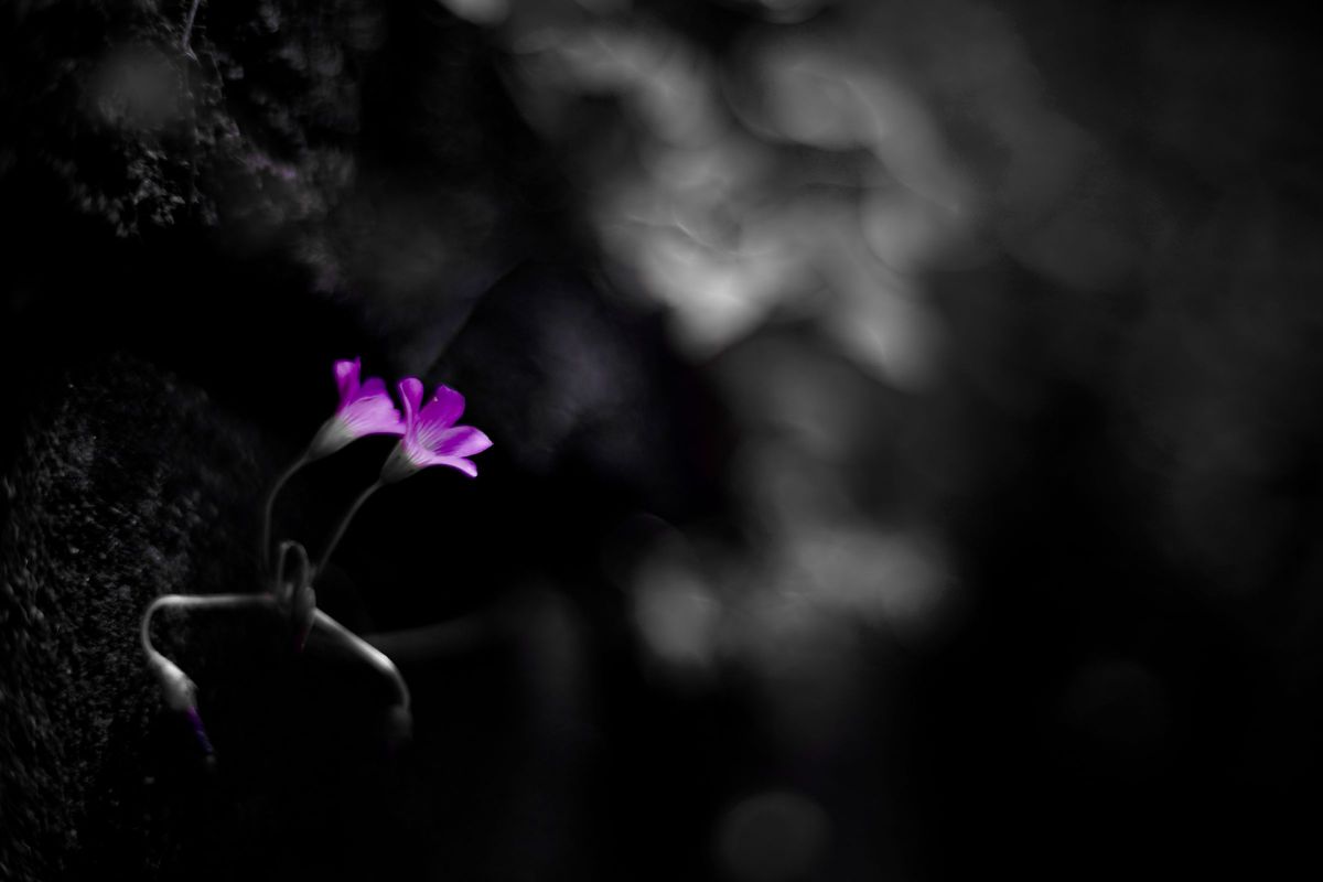 photography #25 単 | GANREF