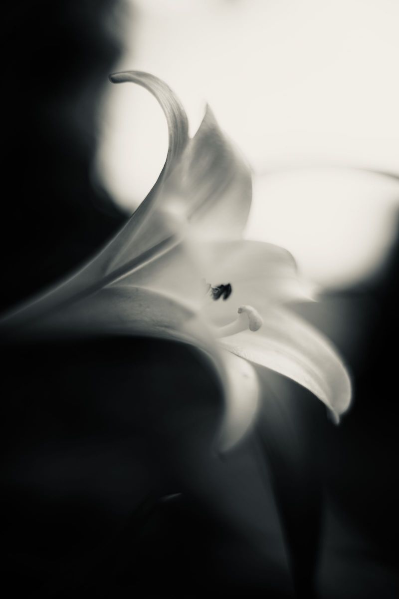 photography #36 Alive is death…? | GANREF