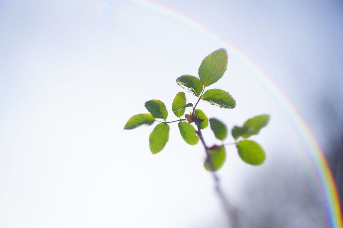 True magic -RAINBOW- | GANREF