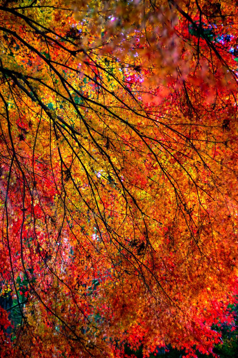 終う緋色 | GANREF