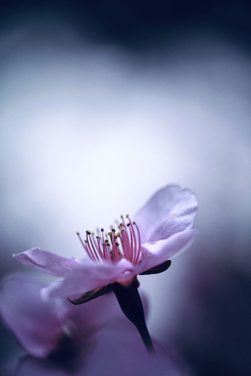 月夜の如く | GANREF