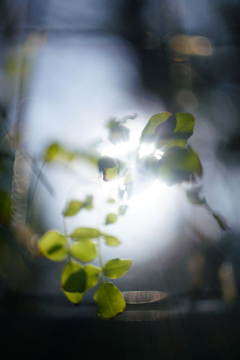 True magic -RGB- | GANREF