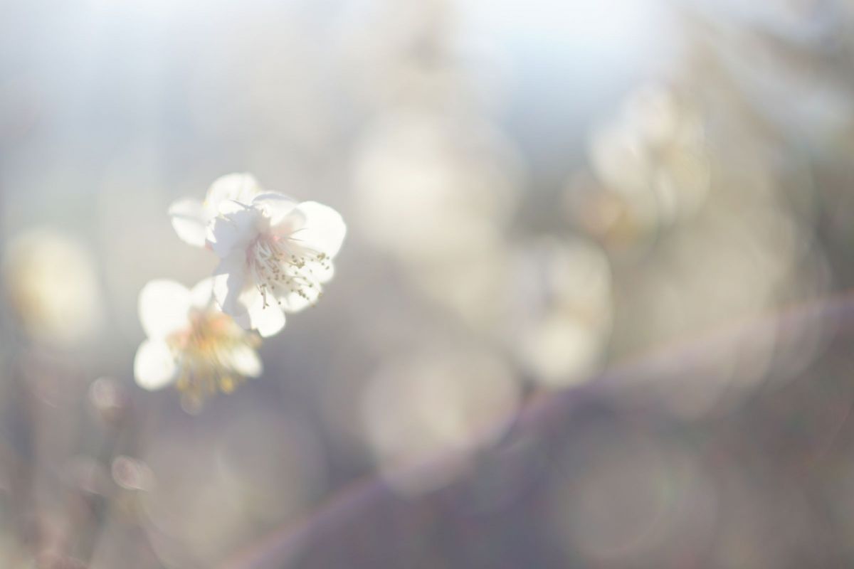 True magic -2- | GANREF