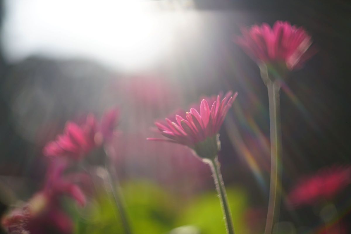 True magic -RISE- | GANREF