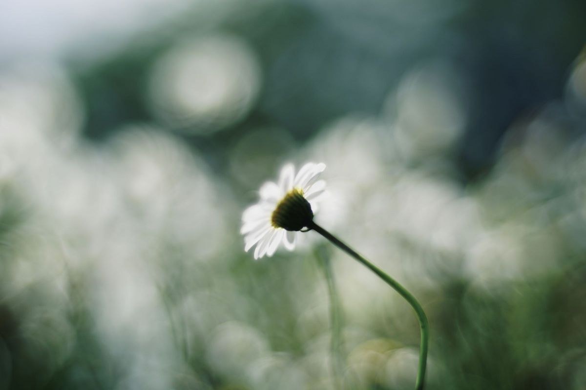 Bloom/Symphony -Liberation- | GANREF