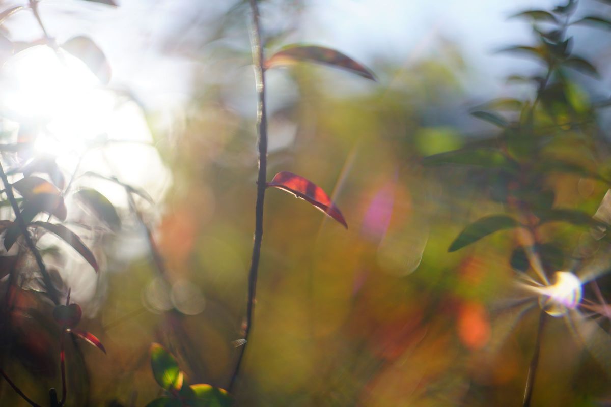 True magic -3- | GANREF