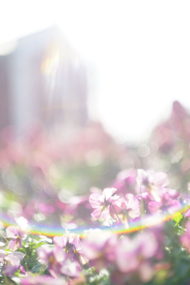 True magic -BLOOM- | GANREF