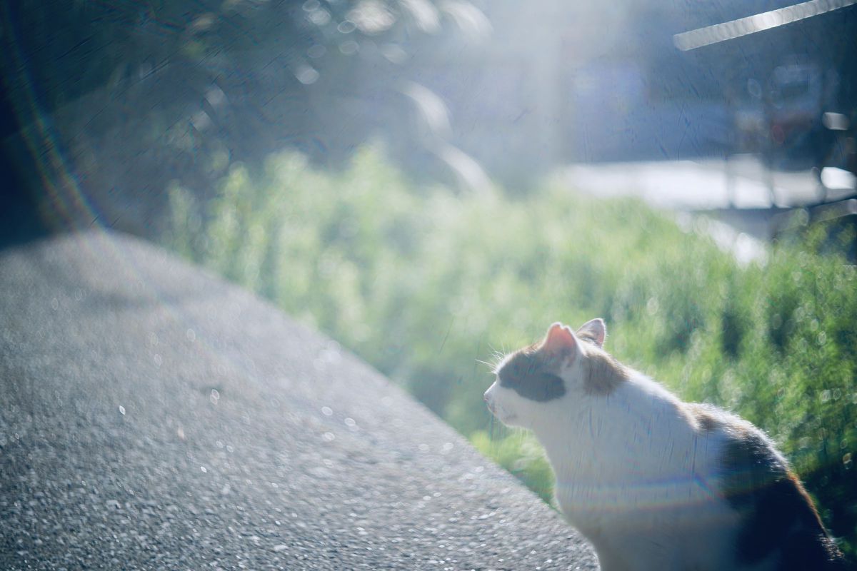 撮りたかった一枚 | GANREF