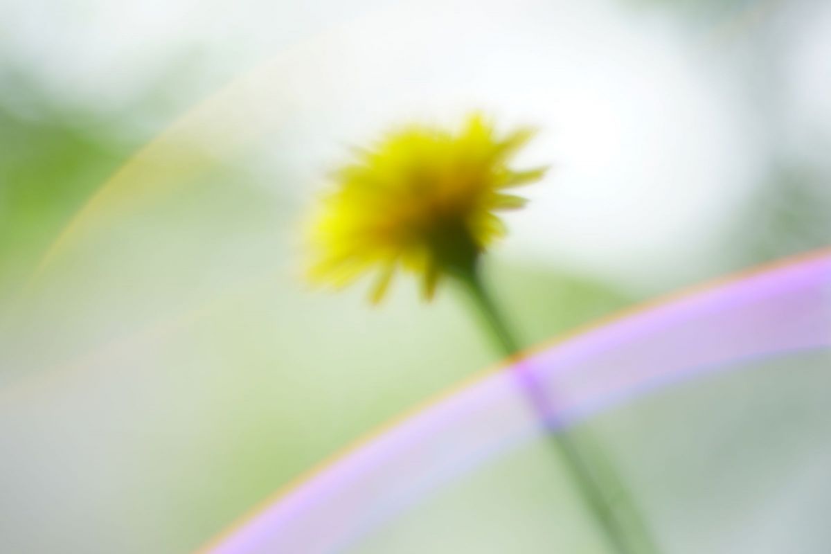 Bloom/Symphony -Art of bokeh- | GANREF