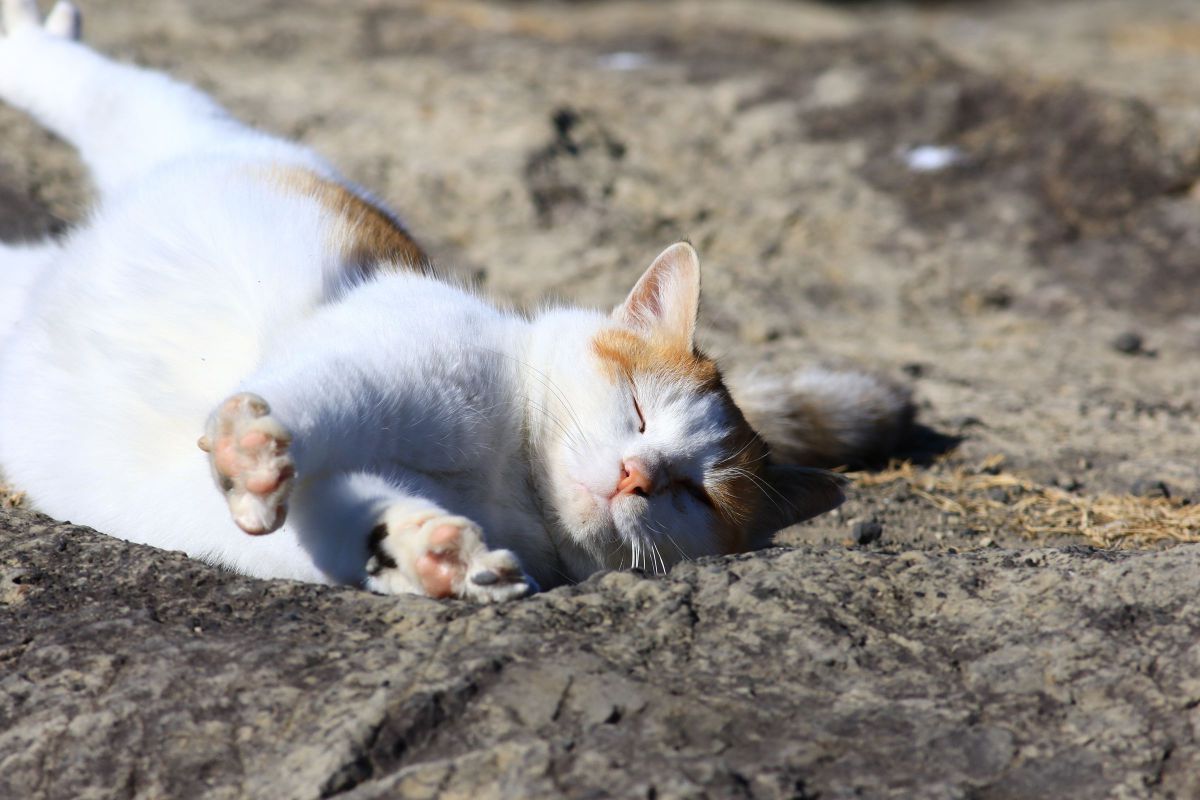 お久しぶりです皆さま(´ω`) | GANREF